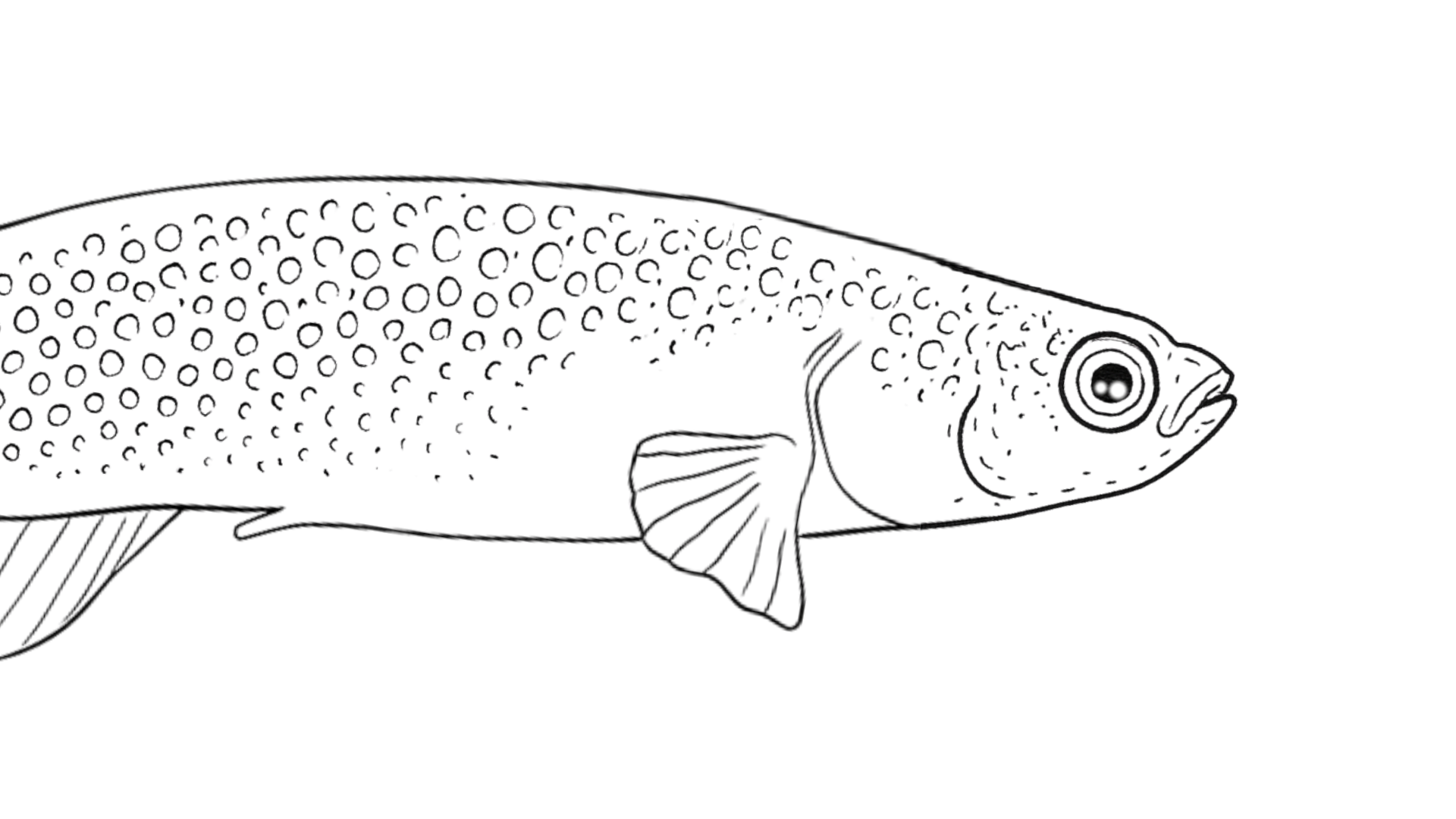 The Killifish Collections Project – Discover, Collect, Connect