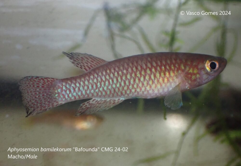Expeditions - The Killifish Collections Project